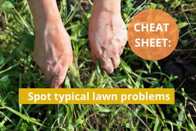 Cheat Sheet: Spotting typical lawn problems - Joy of Mowing