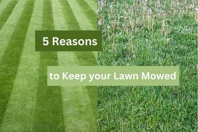Five Reasons to Keep your Lawn Mowed - Joy of Mowing