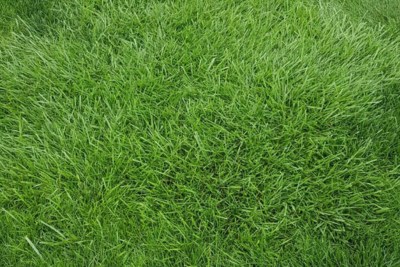 The Green Parade: 5 Common U.S. Lawn Grass Types and How to Care for ...