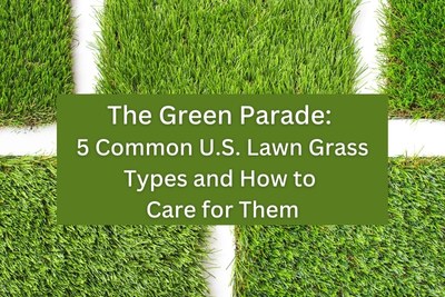 The Green Parade: 5 Common U.S. Lawn Grass Types and How to Care for ...